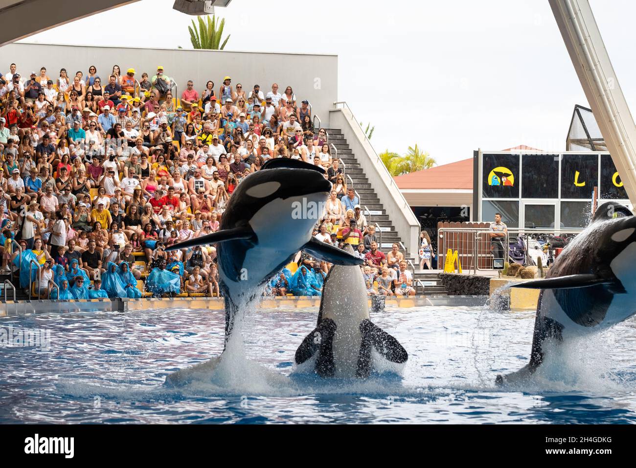 Killer whale swimming in pool hi-res stock photography and images - Alamy