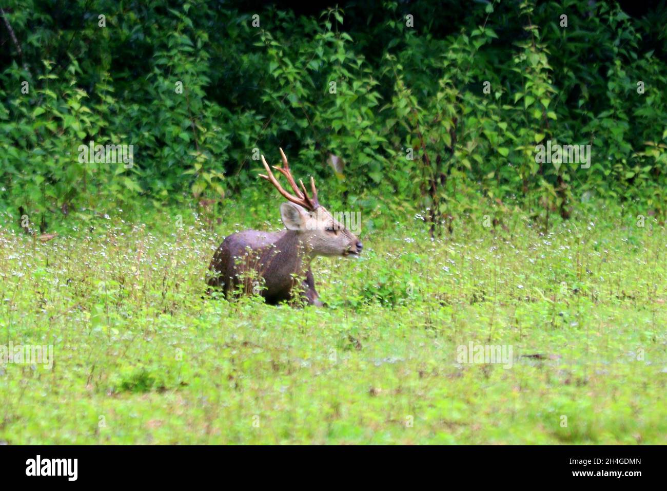 photo of muntiacus muntjak on nature background Stock Photo - Alamy