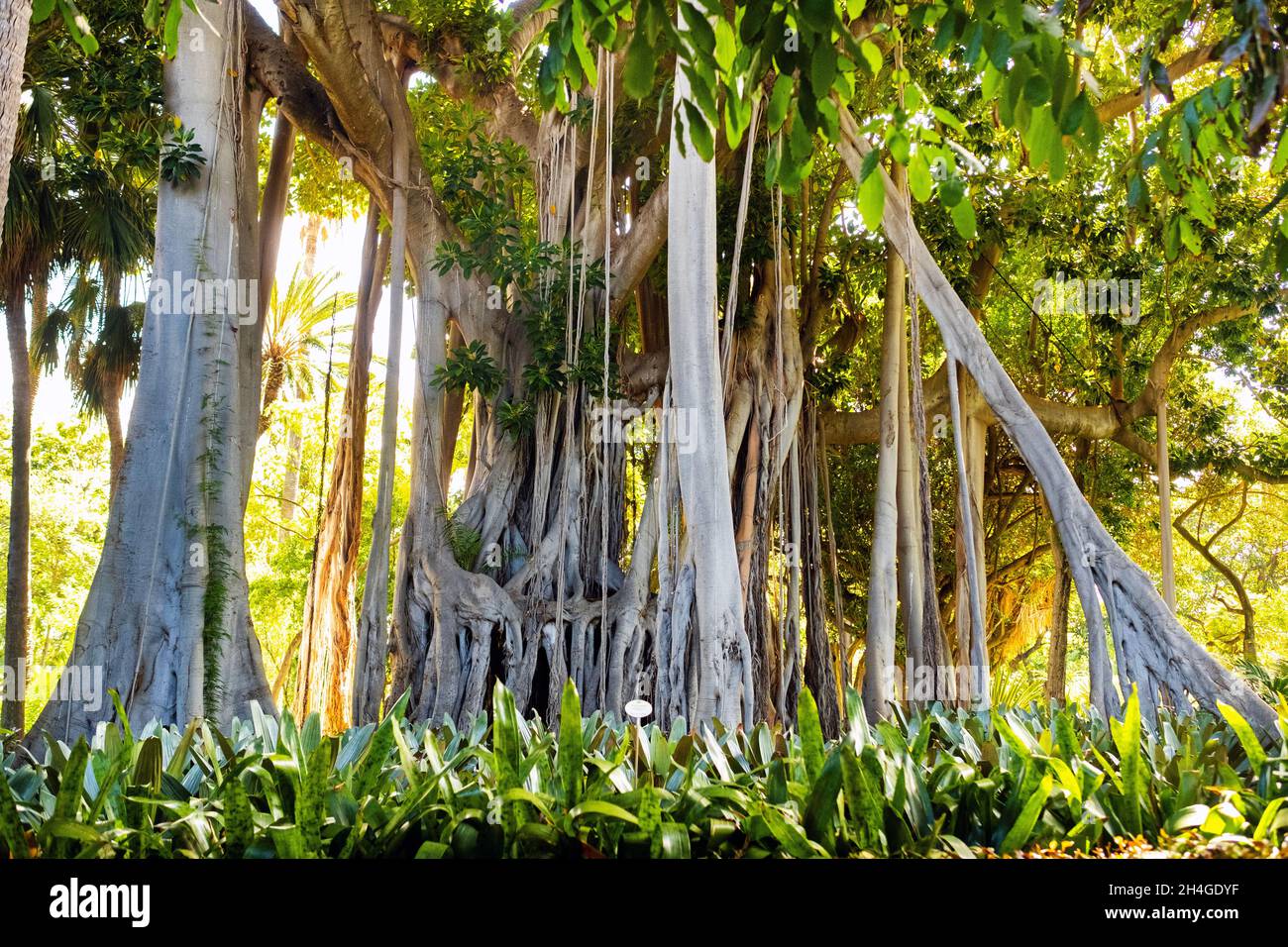 Gplant hi-res stock photography and images - Alamy
