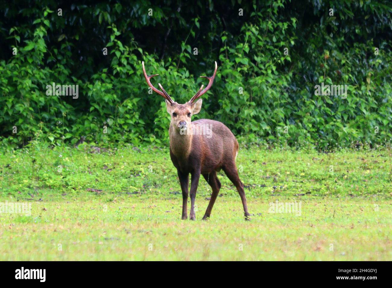 photo of muntiacus muntjak on nature background Stock Photo - Alamy