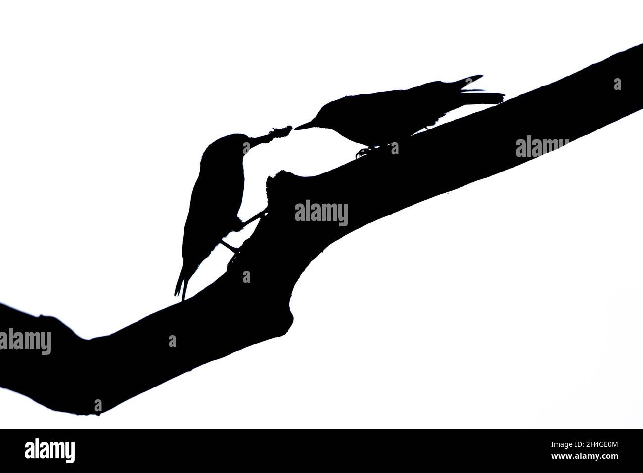 Nuthatch Silhouette
