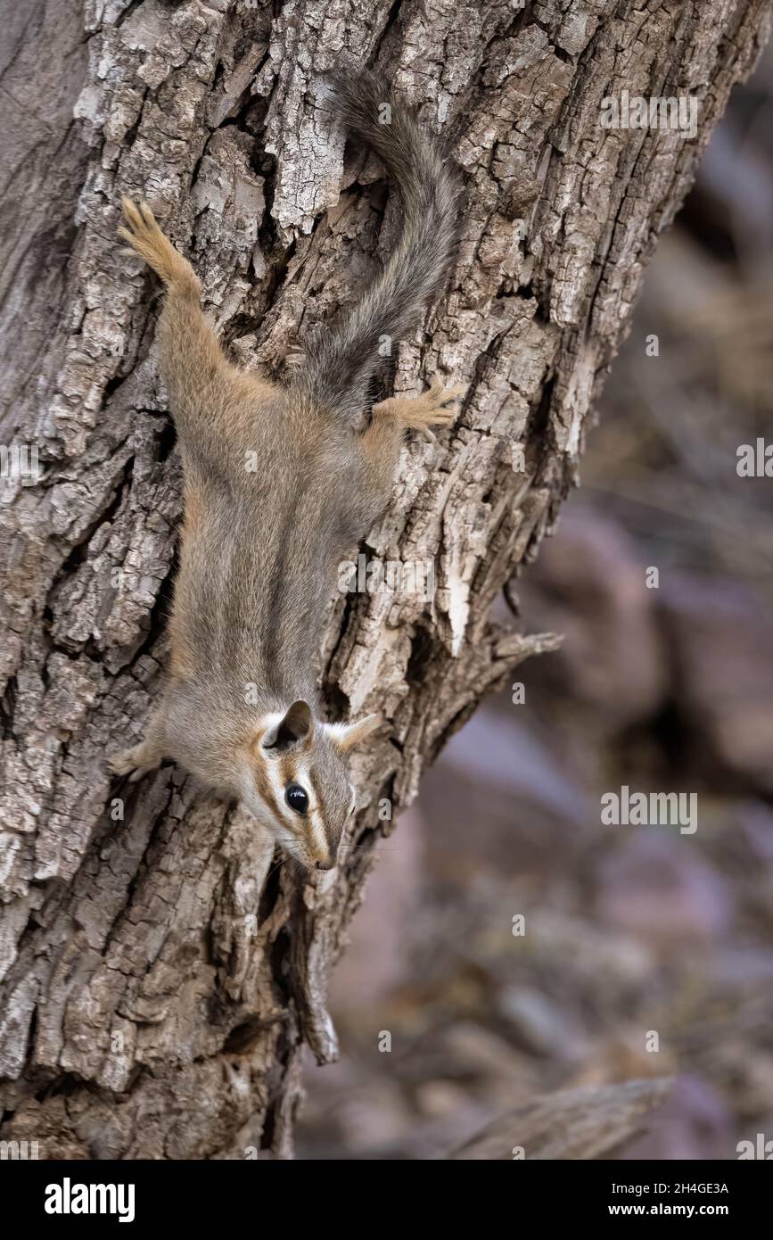 Cliff chipmunk tamias dorsalis hi-res stock photography and images - Alamy