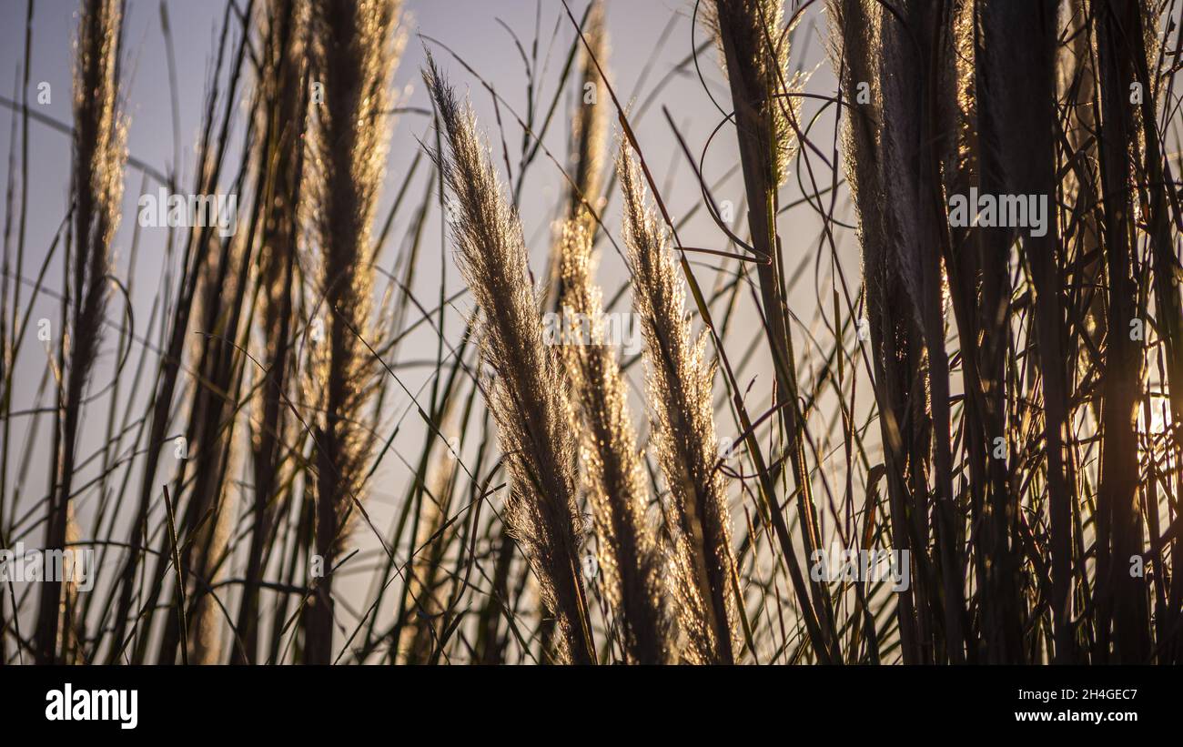 Low angle of a shiny straw field with a silhouette part Stock Photo - Alamy