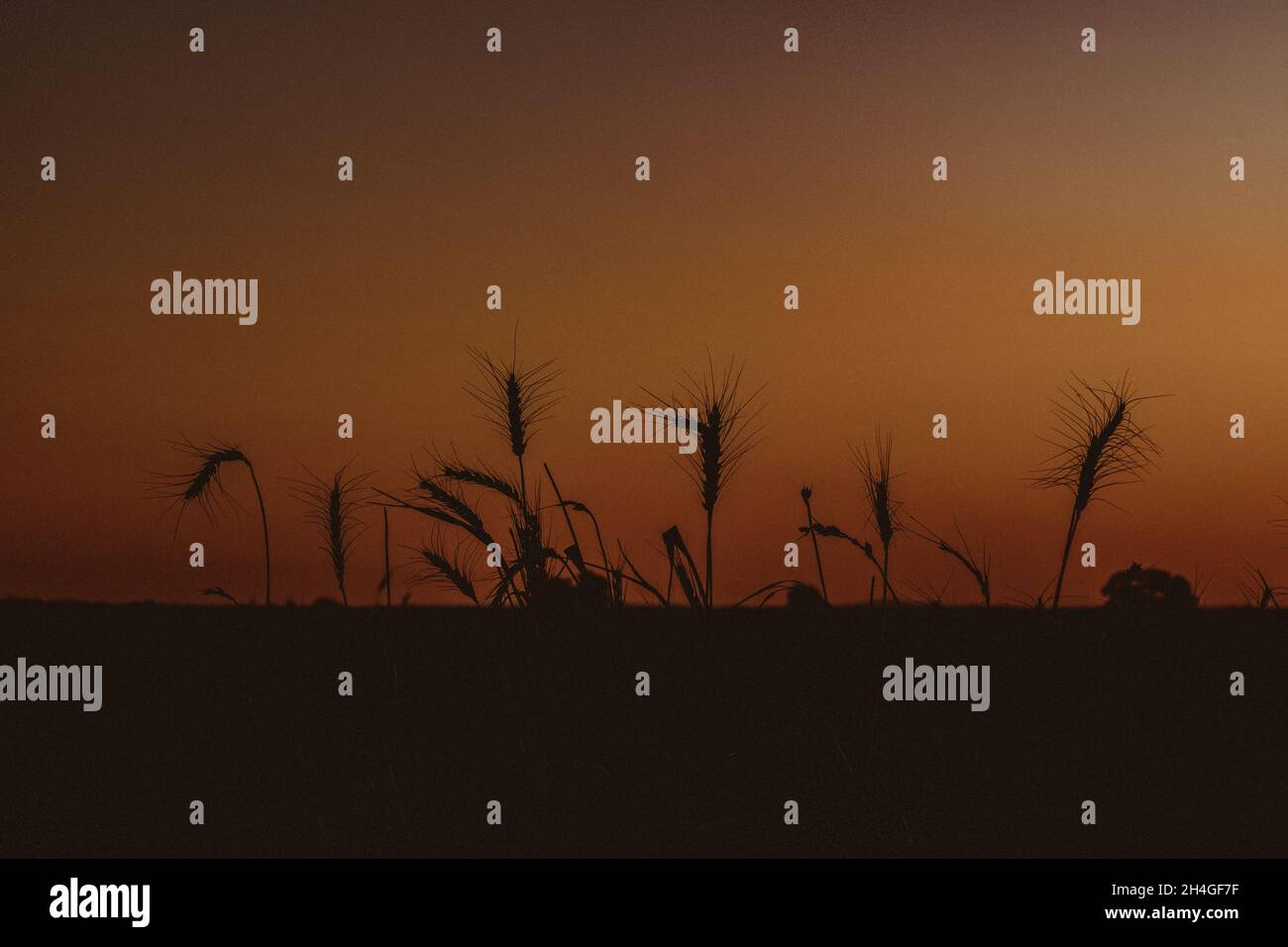 Silhouette image of wheat agricultural crop at last light Stock Photo ...