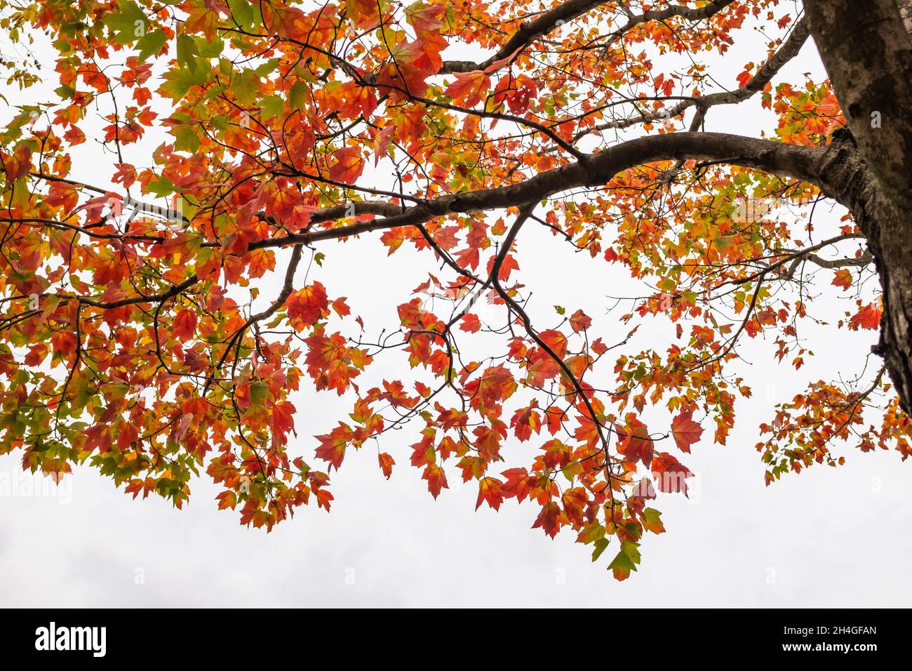 Season transitions hi-res stock photography and images - Alamy