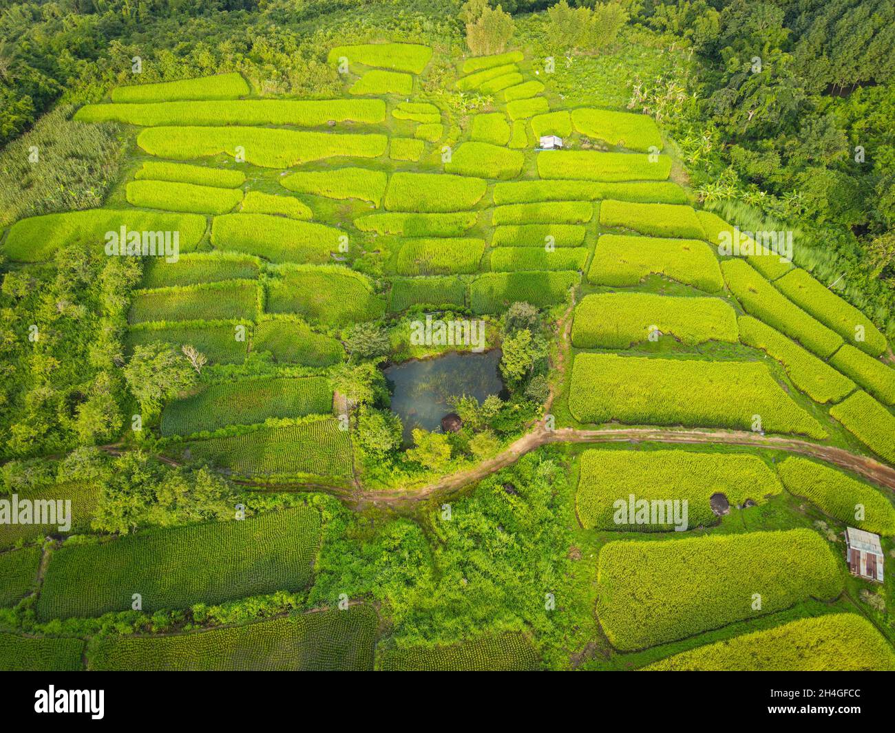 Terraces rice field - Top view rice field from above with agricultural ...