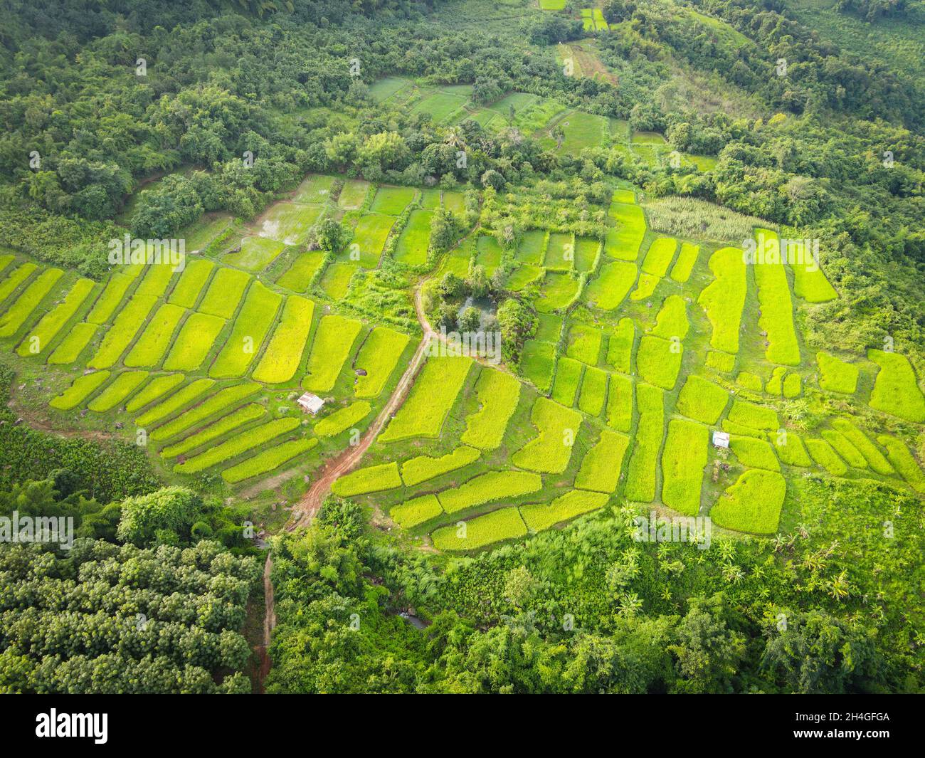 Terraces rice field - Top view rice field from above with agricultural ...