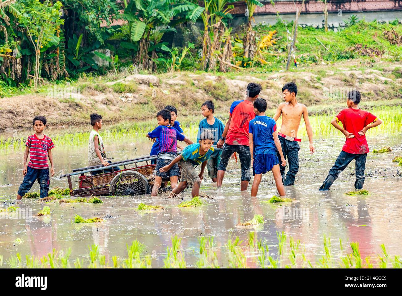 An Giang Sep 21, 2019. Children are playing rice field in the ...