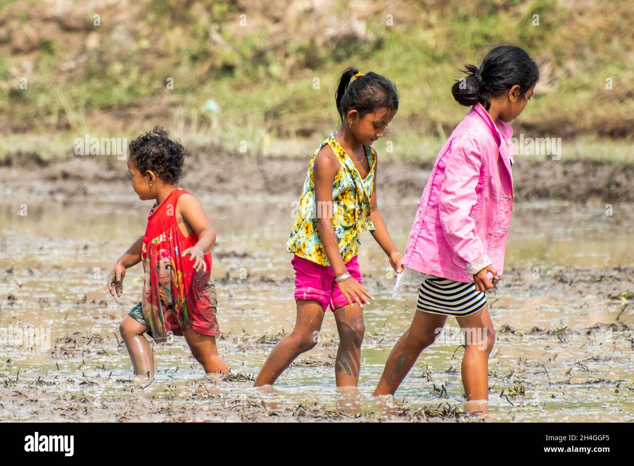 An Giang Sep 21, 2019. Children are playing rice field in the ...