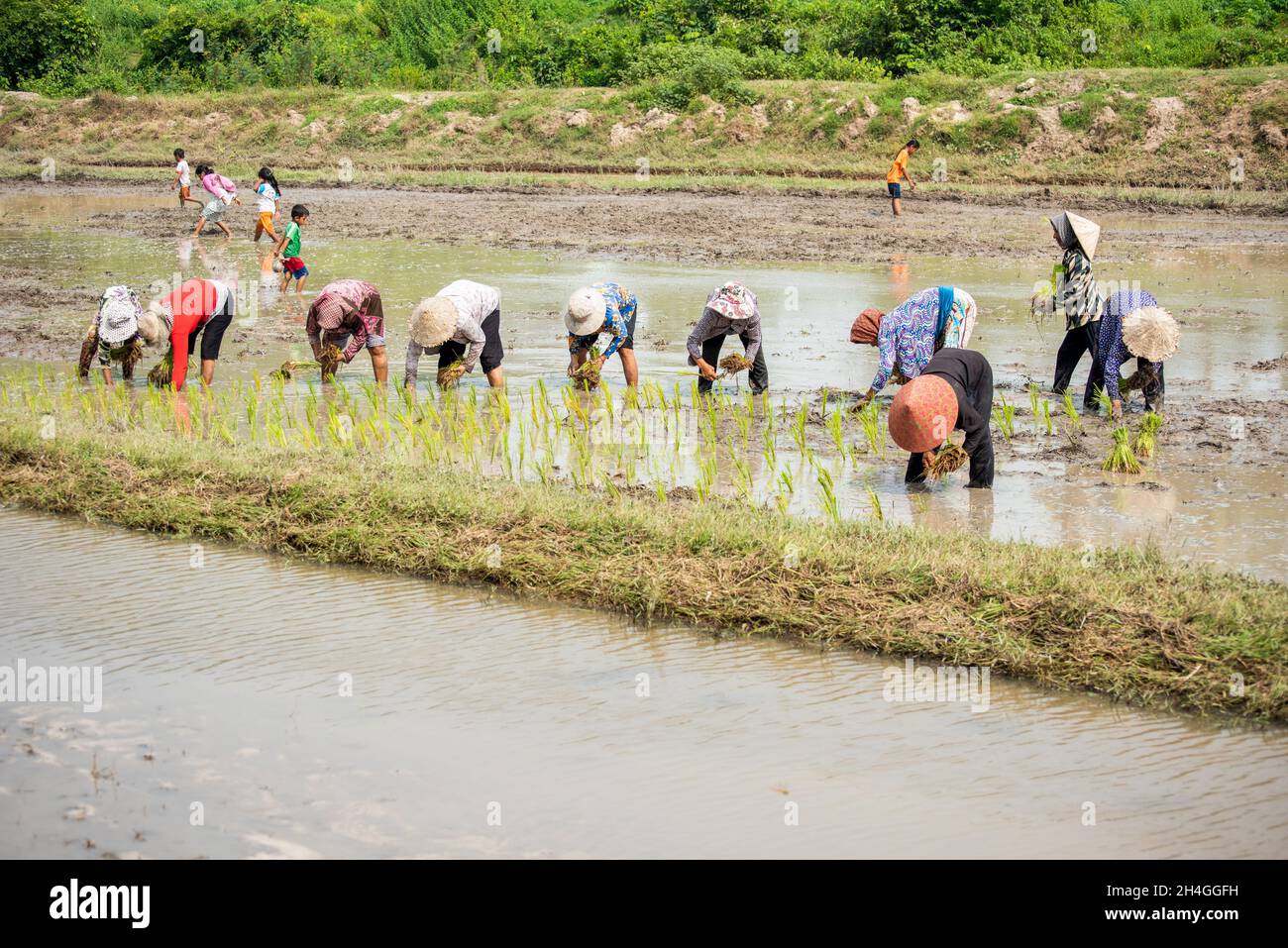An Giang Sep 21, 2019. Vietnamese farmers are planting rice in the ...