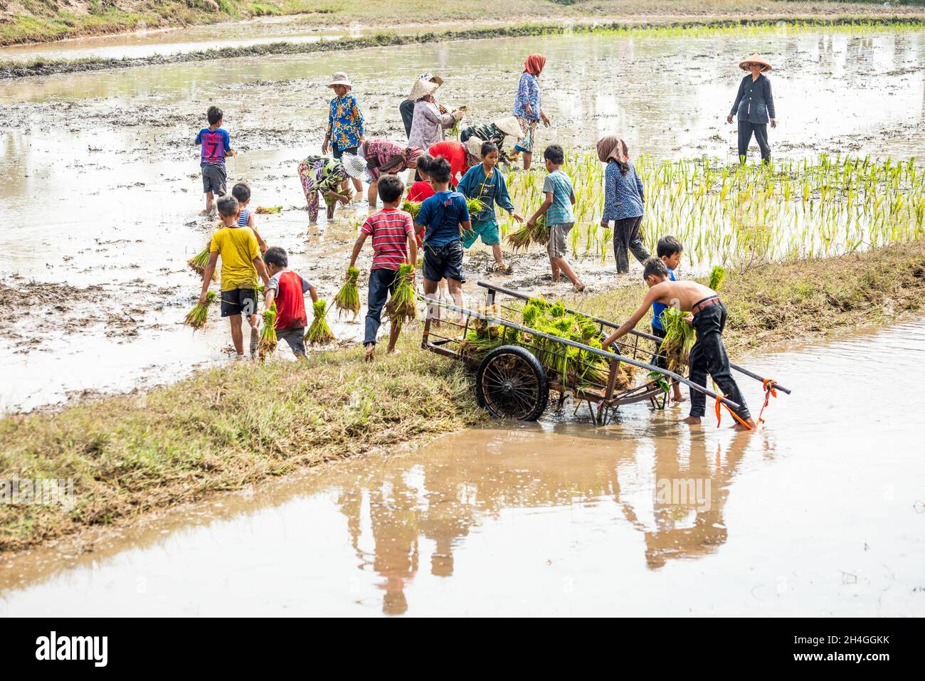 An Giang Sep 21, 2019. Children are playing rice field in the ...