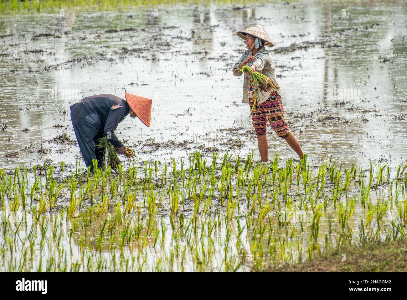 An Giang Sep 21, 2019. Vietnamese farmers are planting rice in the ...