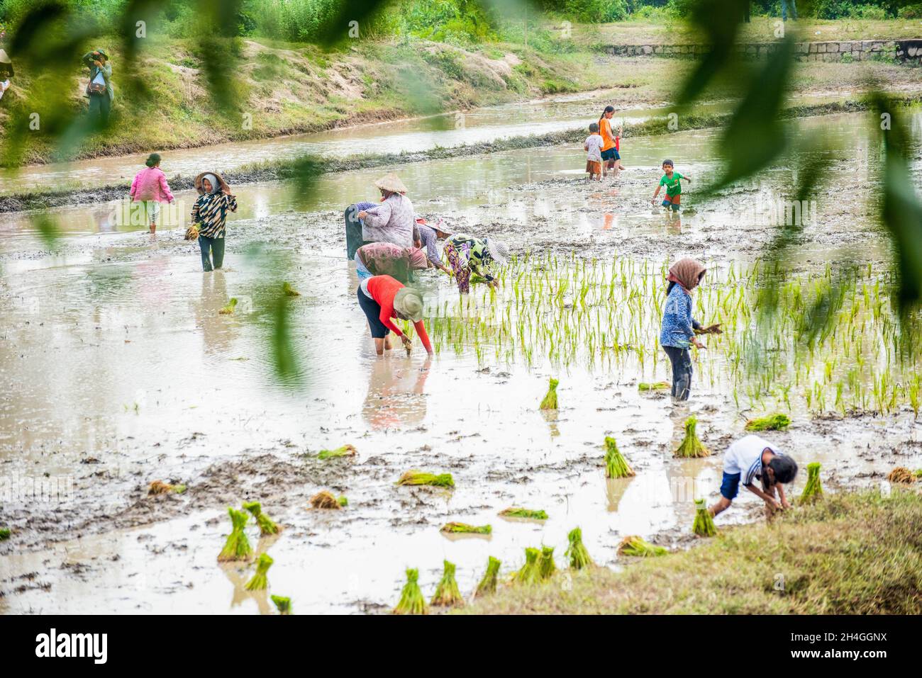 An Giang Sep 21, 2019. Vietnamese farmers are planting rice in the ...