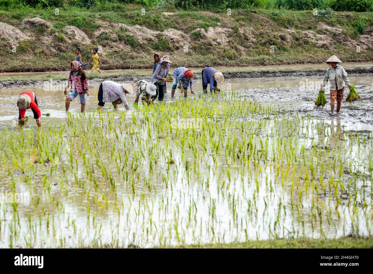 An Giang Sep 21, 2019. Vietnamese farmers are planting rice in the ...