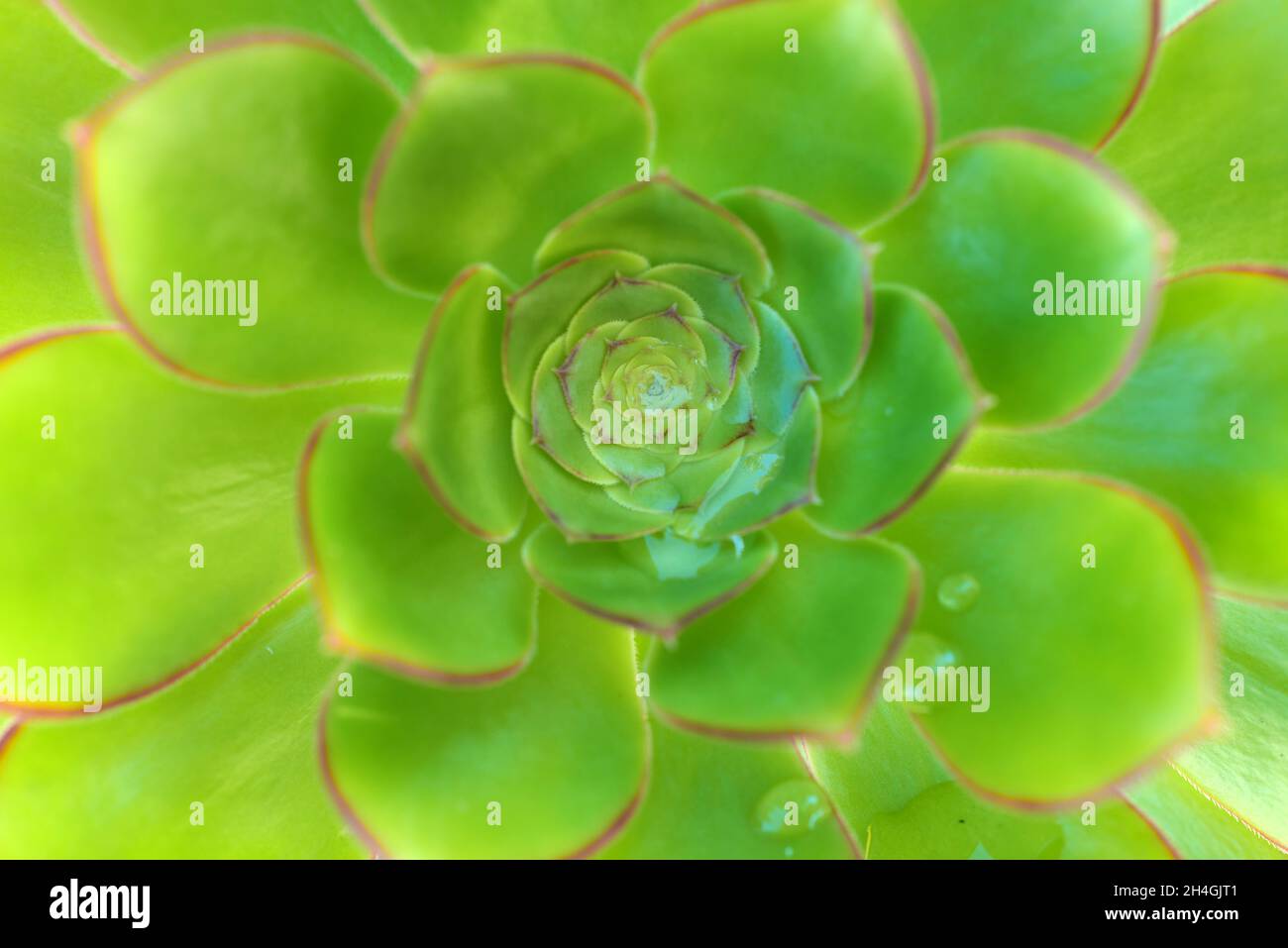 Succulent Echeveria Perle. Crassulaceae cactus background. Evergreen ...