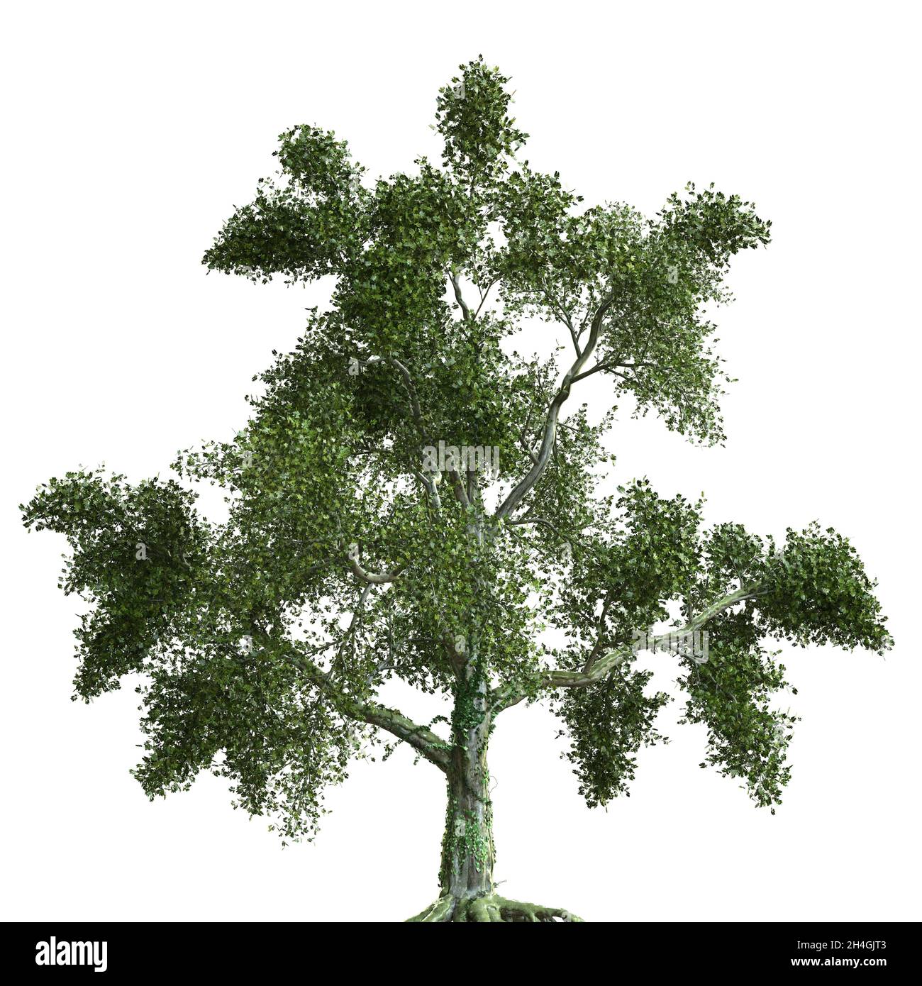 3D illustration summer tree isolated on white background Stock Photo ...