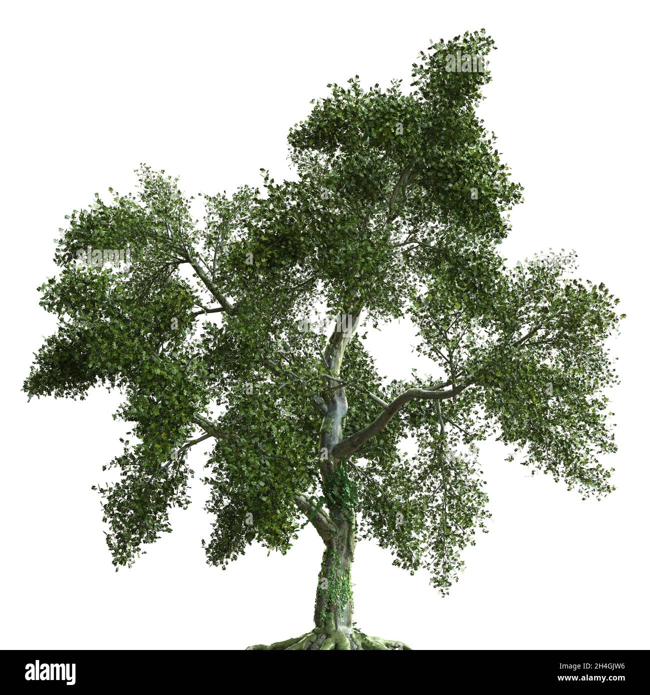 3D illustration summer tree isolated on white background Stock Photo ...
