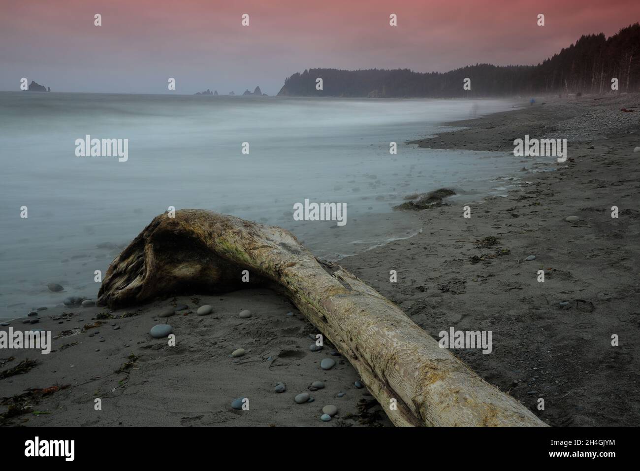 Driftwood On Rialto Beach With Sea Stacks In The Background Olympic