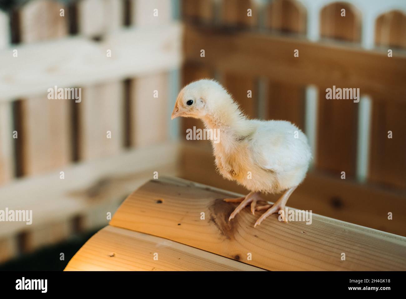 Chicken stands hi-res stock photography and images - Alamy