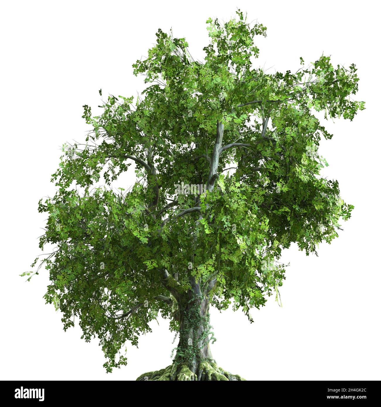 3D illustration summer tree isolated on white background Stock Photo ...