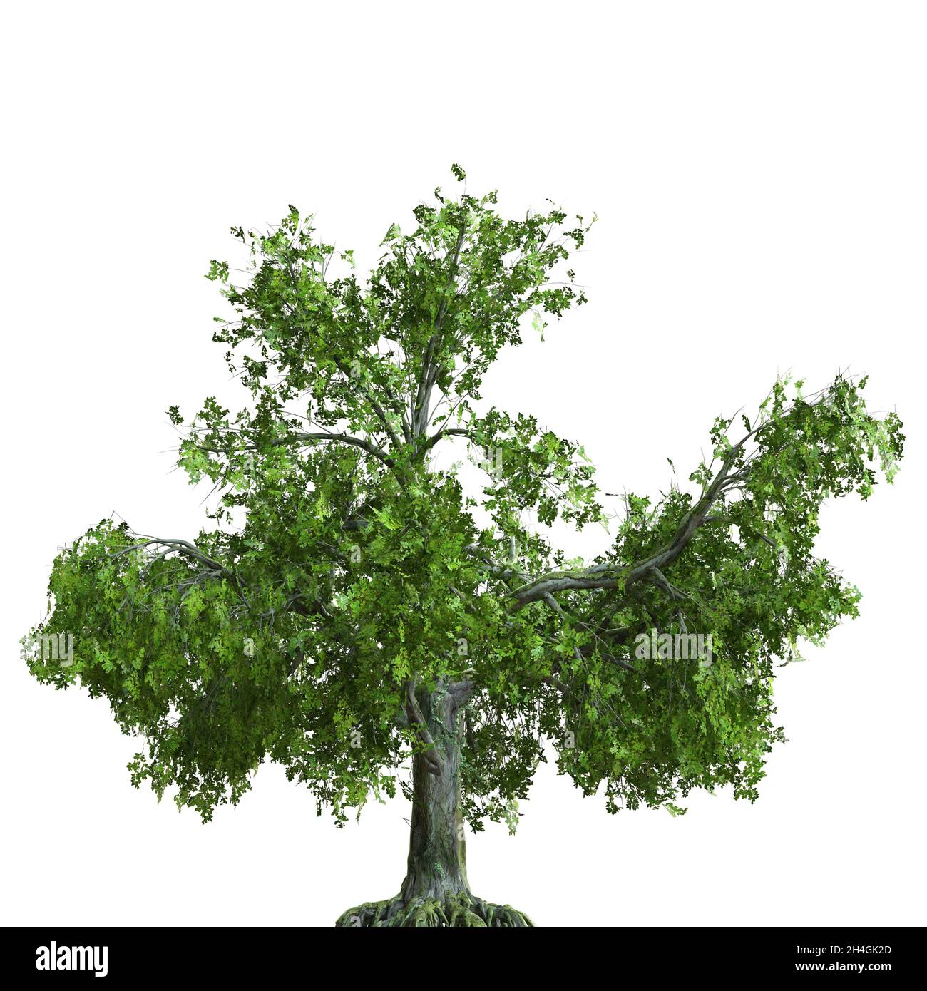 3D illustration summer tree isolated on white background Stock Photo ...