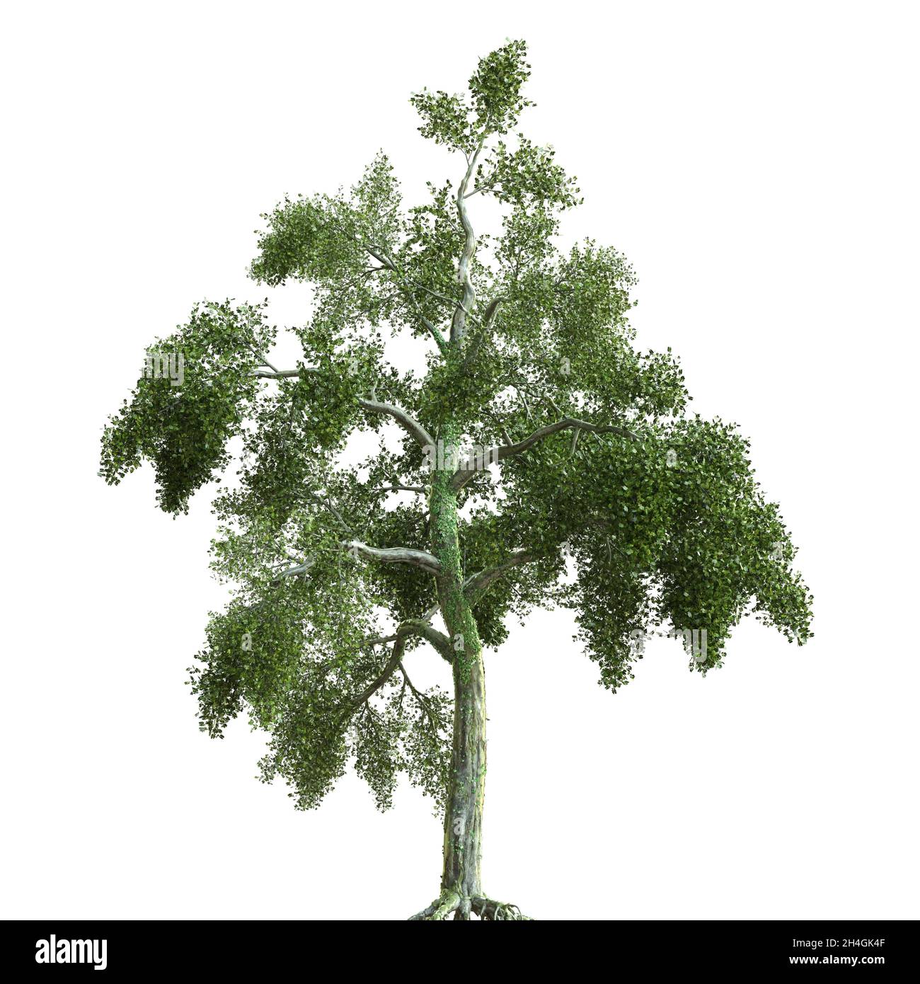 3D illustration summer tree isolated on white background Stock Photo ...