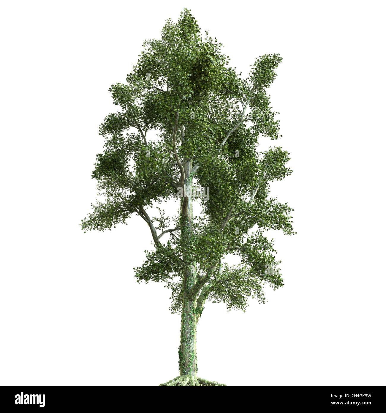 3D illustration summer tree isolated on white background Stock Photo ...