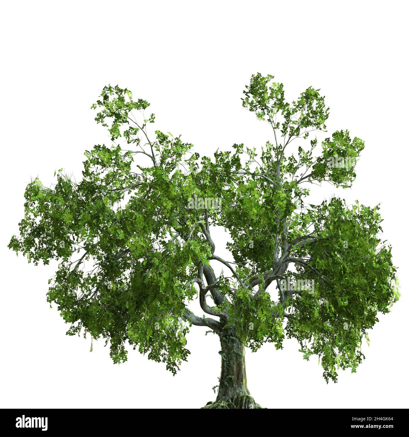3D illustration summer tree isolated on white background Stock Photo ...