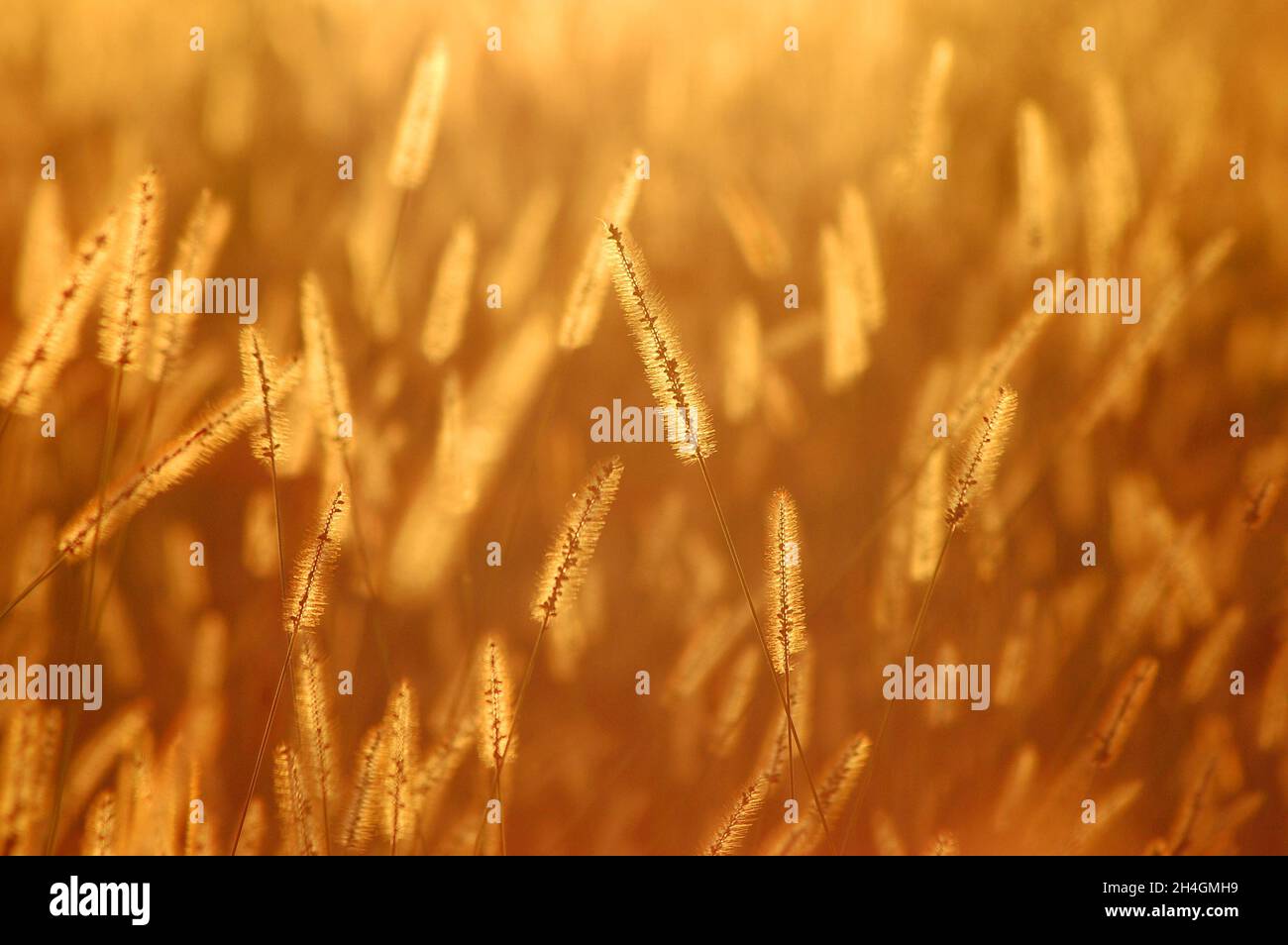 Golden hour grass hi-res stock photography and images - Alamy