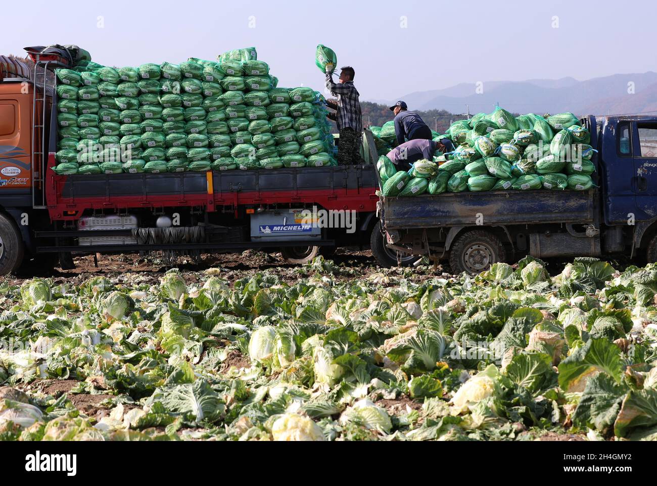 03rd Nov, 2021. Chinese cabbage harvesting Farmers work to load ...