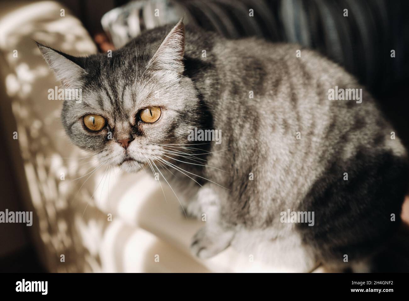 fluffy grey house cat sitting on the couch Stock Photo - Alamy