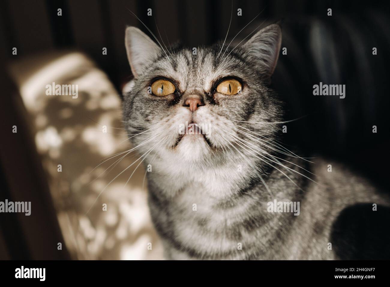 Grey house cat hi-res stock photography and images - Alamy