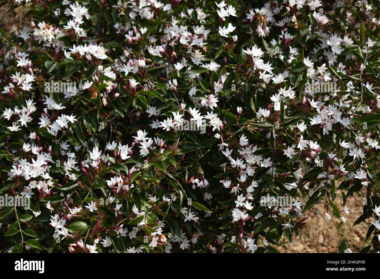 Indian jasmine flower hi-res stock photography and images - Alamy