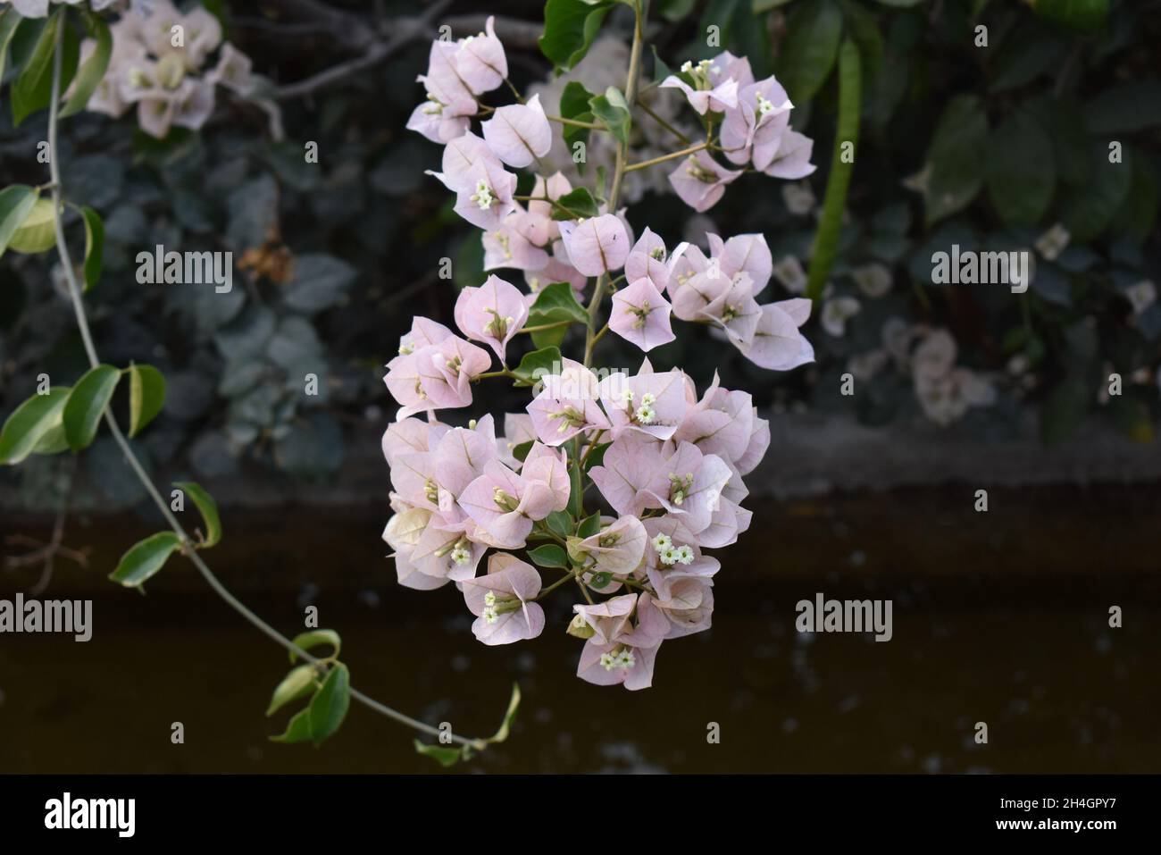 Bougainvillea Flowers or বাগান বিলাস ফুল Stock Photo - Alamy