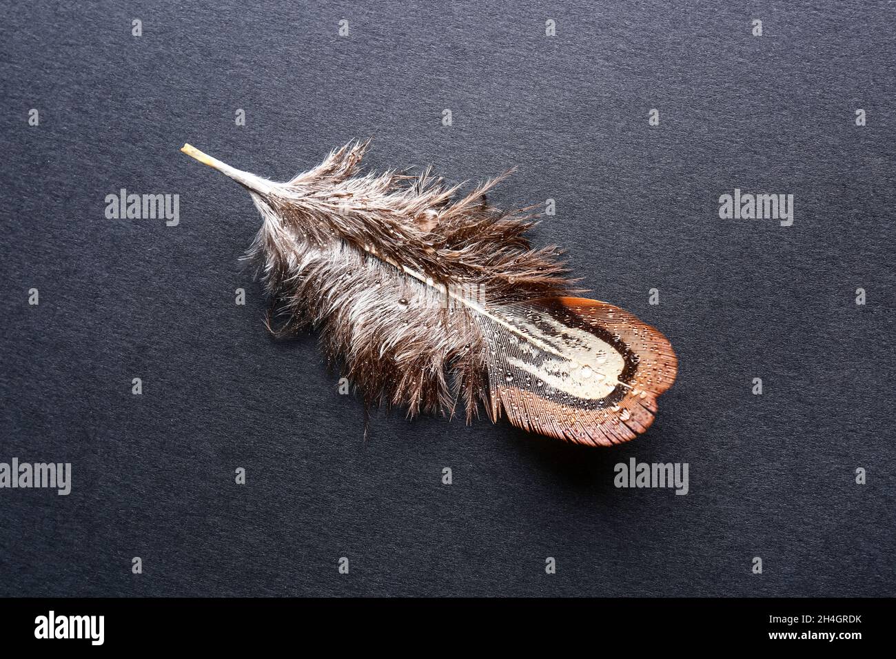 Beautiful pheasant feather on black background Stock Photo - Alamy