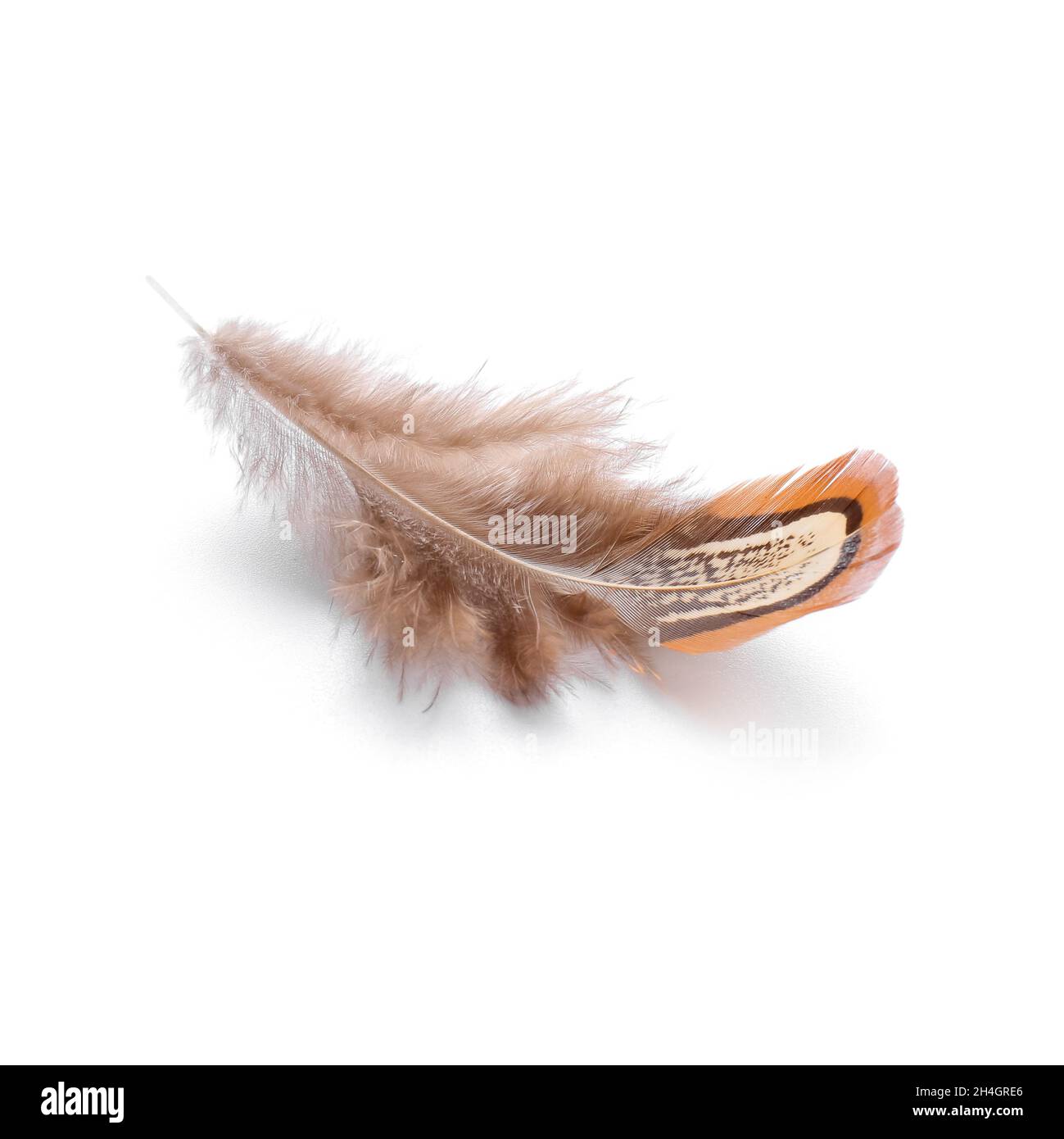Beautiful pheasant feather on white background Stock Photo - Alamy