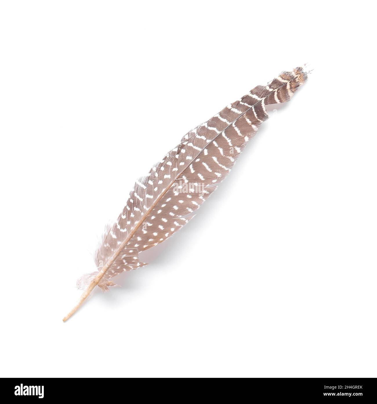 Beautiful pheasant feather on white background Stock Photo - Alamy