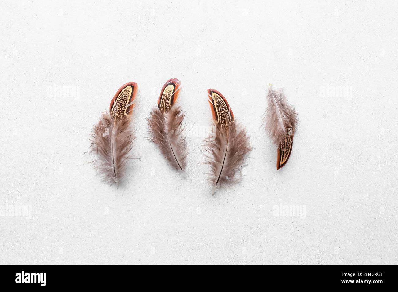 Beautiful pheasant feathers on white background Stock Photo - Alamy
