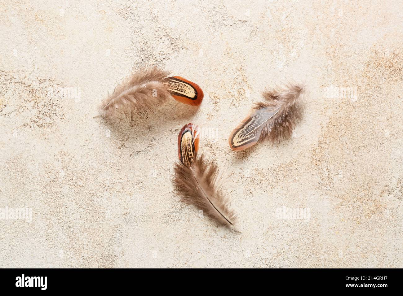 Beautiful pheasant feathers on light background Stock Photo - Alamy