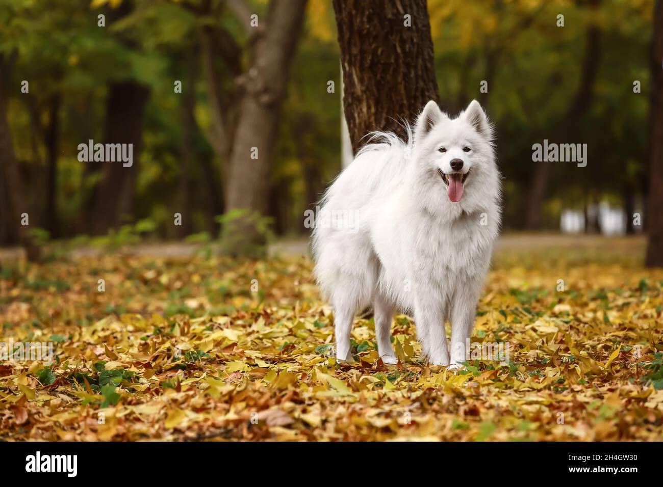 Brown Samoyed