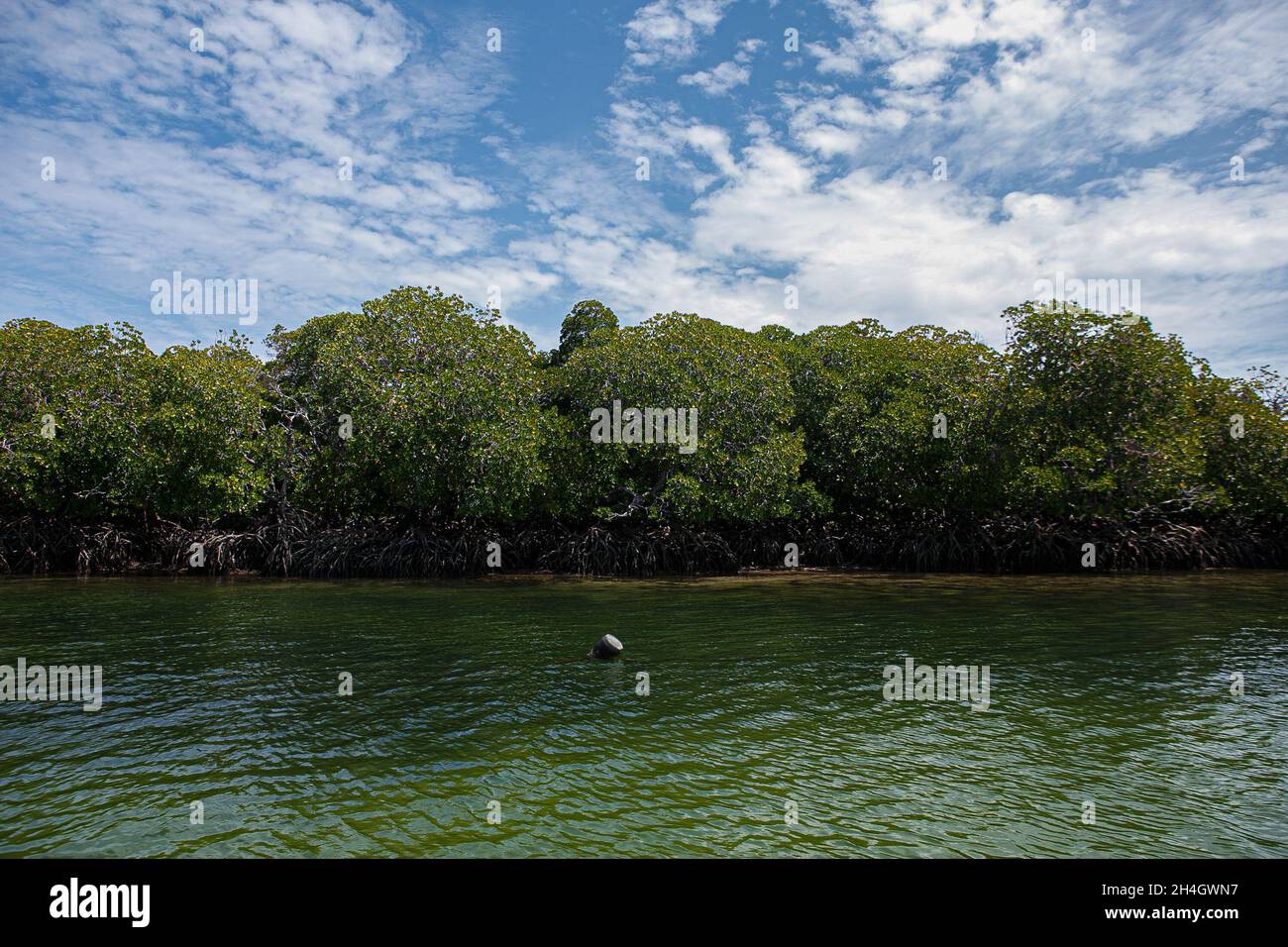 Mida Creek is one of the most productive mangrove ecosystems in the ...