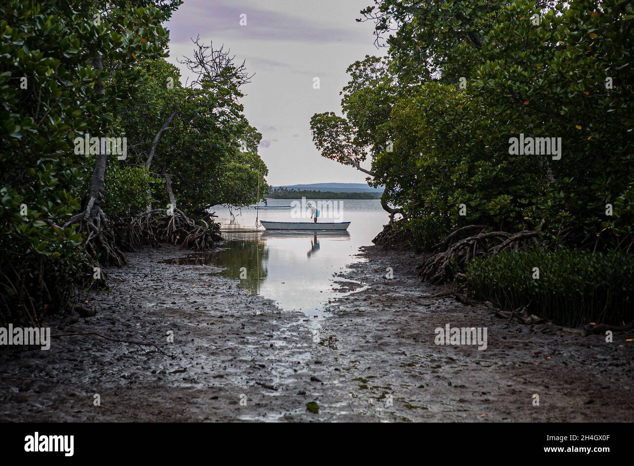 Mida Creek one of the most productive mangrove ecosystems in the world ...