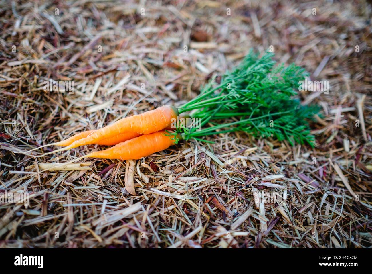 Fresh carrots sitting on hay in vegetable garden, three Stock Photo - Alamy