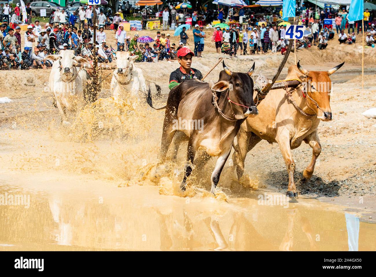 An Giang Sep 21, 2019. Traditional bull racing festival of cambodian ...