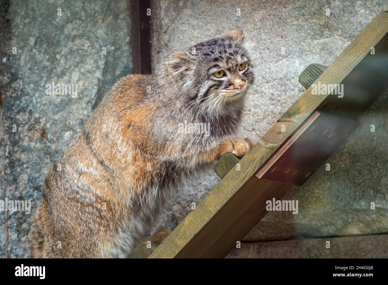 Wild cat manul or Pallas's cat, lat. Otocolobus manul, in the zoo ...