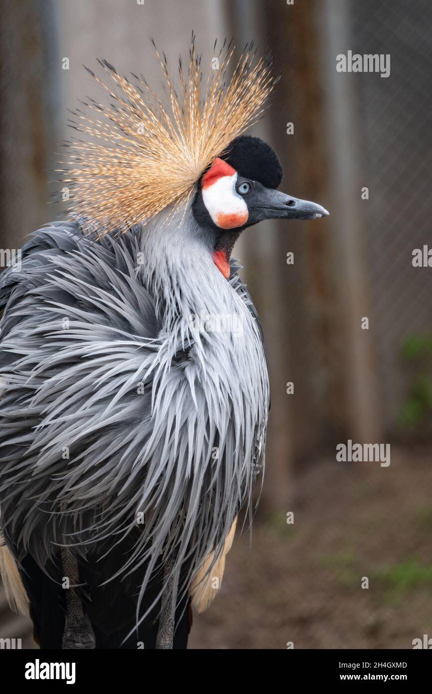 Portrait of a Grey Crowned Crane, Balearica regulorum. Beautiful Grey ...