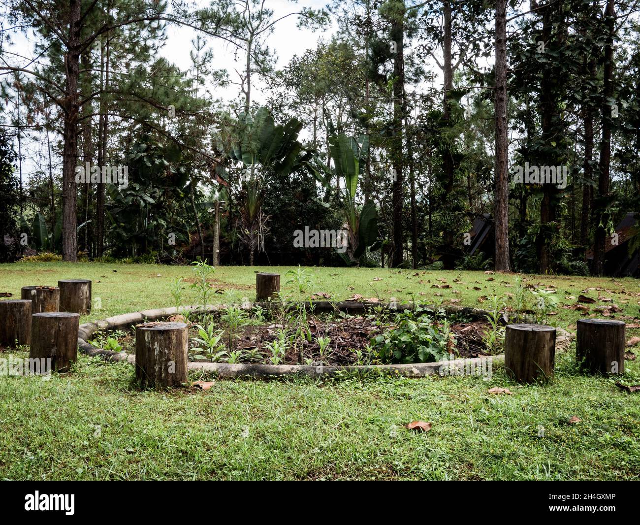 Empty wild camp fire in the forest with wood natural seats in spring ...