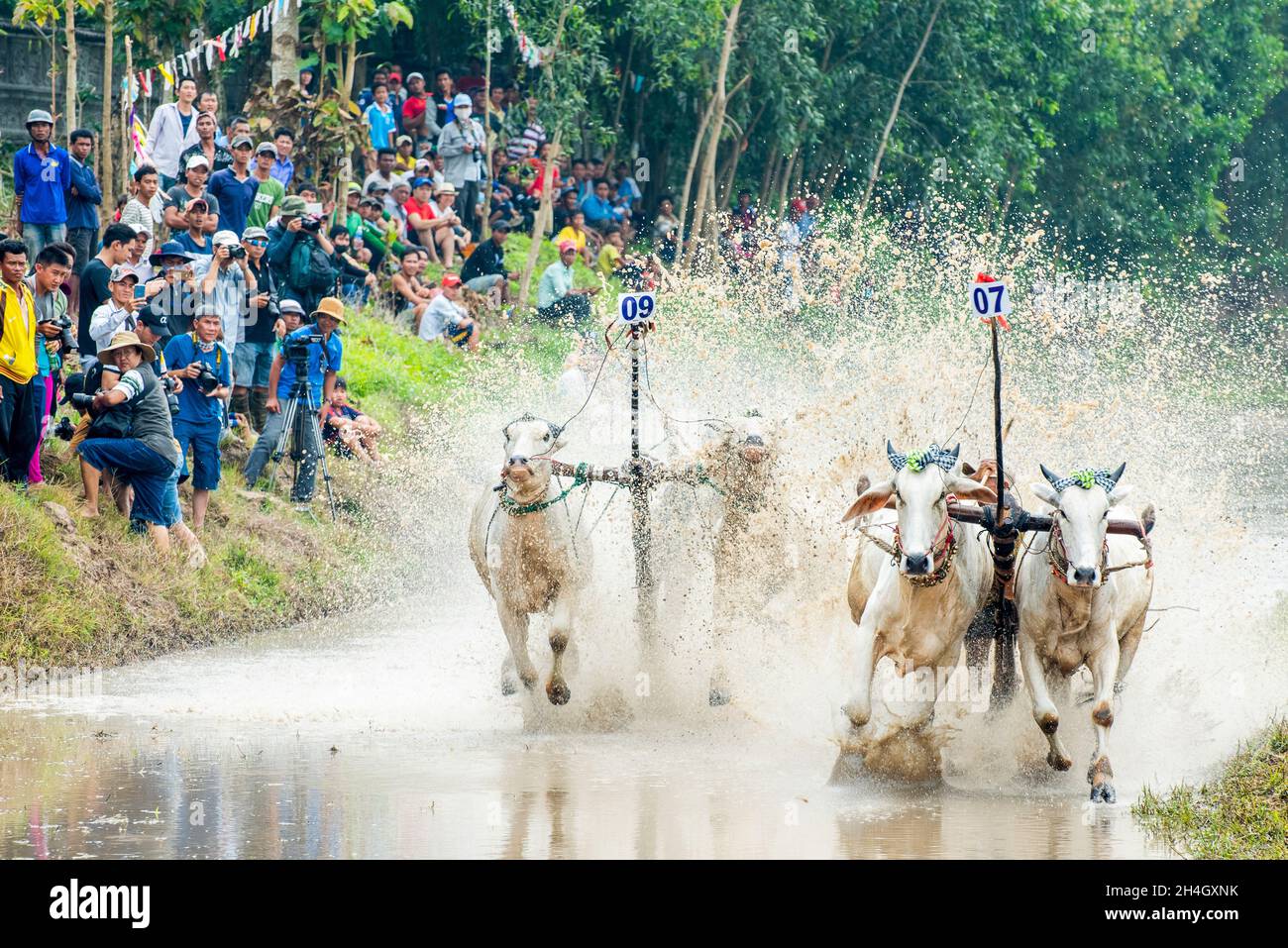 An Giang Sep 21, 2019. Traditional bull racing festival of cambodian ...