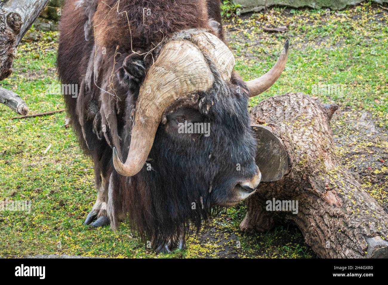 The muskox or musk ox, lat. Ovibos moschatus, in zoo. Big animal with ...