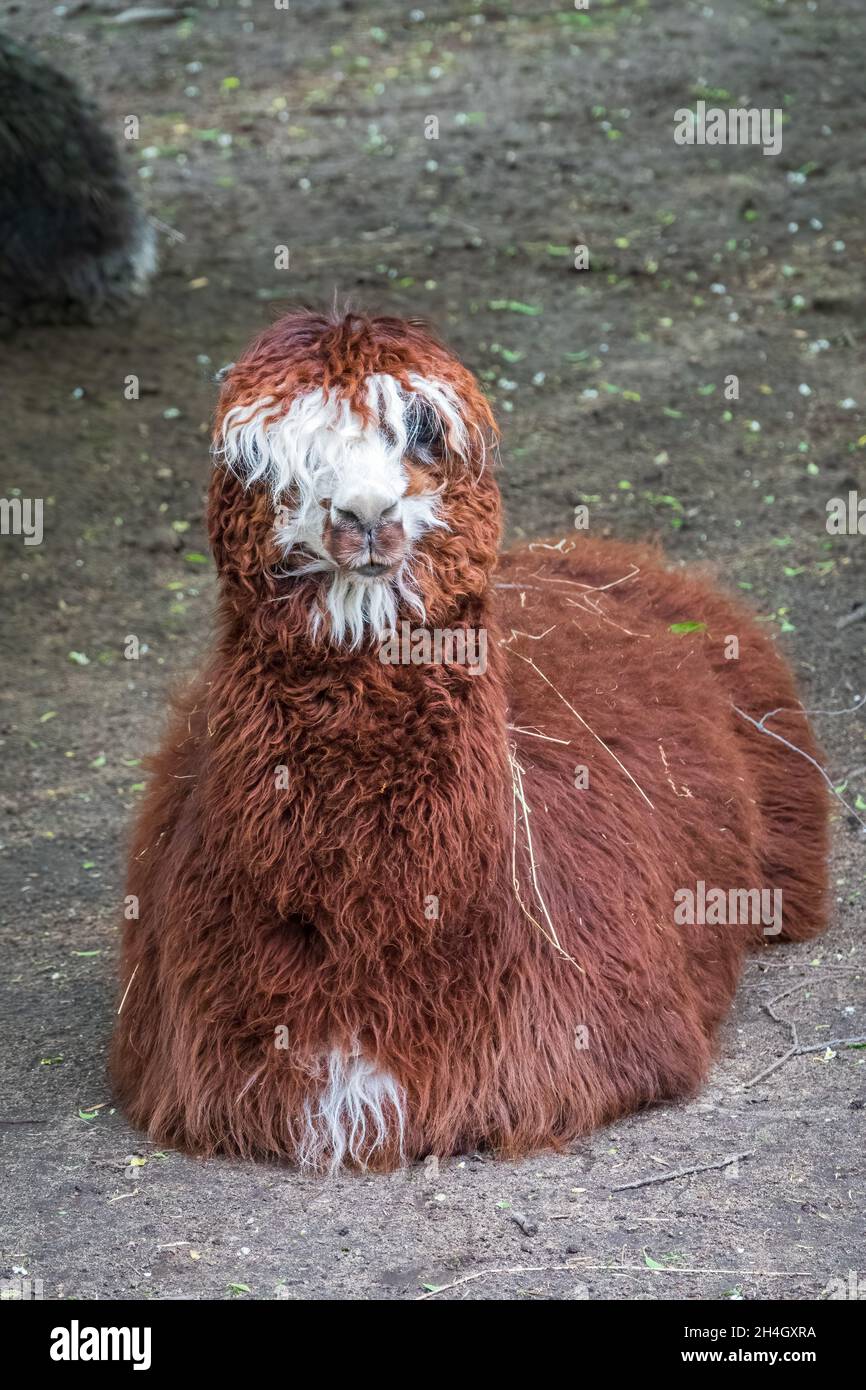 A brown alpaca laying on the ground in a farm. The alpaca, Lama pacos ...